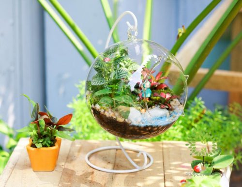 Cây Terrarium Sỉ & Lẻ. Cây Trồng Trong Lọ Thủy Tinh - Tiny Plant®