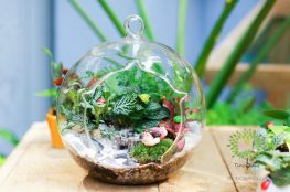 Cây Terrarium Sỉ & Lẻ. Cây Trồng Trong Lọ Thủy Tinh - Tiny Plant®