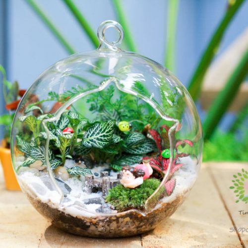 Cây Terrarium - Cây Mini Trồng Trong Bình Thủy Tinh | Tiny Plant