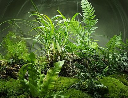 Cây Terrarium Sỉ & Lẻ. Cây Trồng Trong Lọ Thủy Tinh - Tiny Plant®